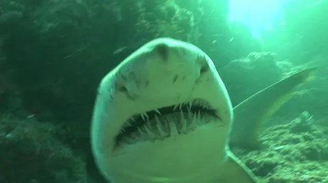 Underwater Shark Videos Stock Videos – Royalty-Free HD & 4K Videos | Pond5