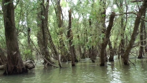 Delta Plants Stock Footage ~ Royalty Free Stock Videos | Pond5