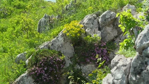Daphne arbuscula (Lykovec muransky) Ende... | Stock Video | Pond5