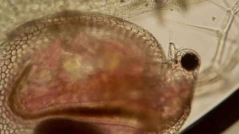 Daphne close-up with transparent organs ... | Stock Video | Pond5
