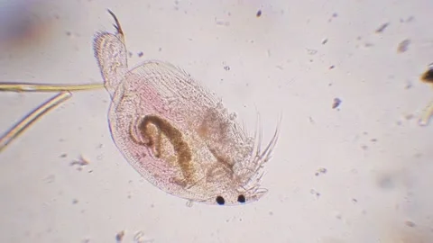 Daphnia microscopic planktonic crustacea... | Stock Video | Pond5