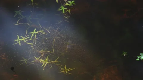 Daphnia, small planktonic crustacean su... | Stock Video | Pond5