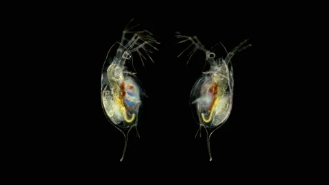 Daphnia under the microscope, water flea... | Stock Video | Pond5