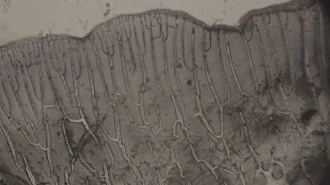 Dark abstract spot under microscope 4K | Stock Video | Pond5