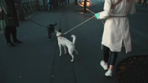 Dog Sniffing Walk Stock Videos – Royalty-Free HD & 4K Videos | Pond5