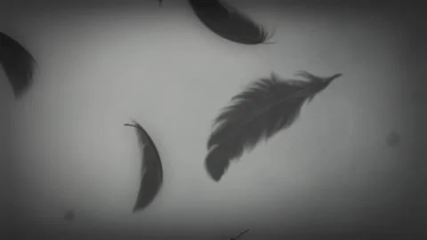 Feather & Noise Stock Video Footage | Royalty Free Feather & Noise ...