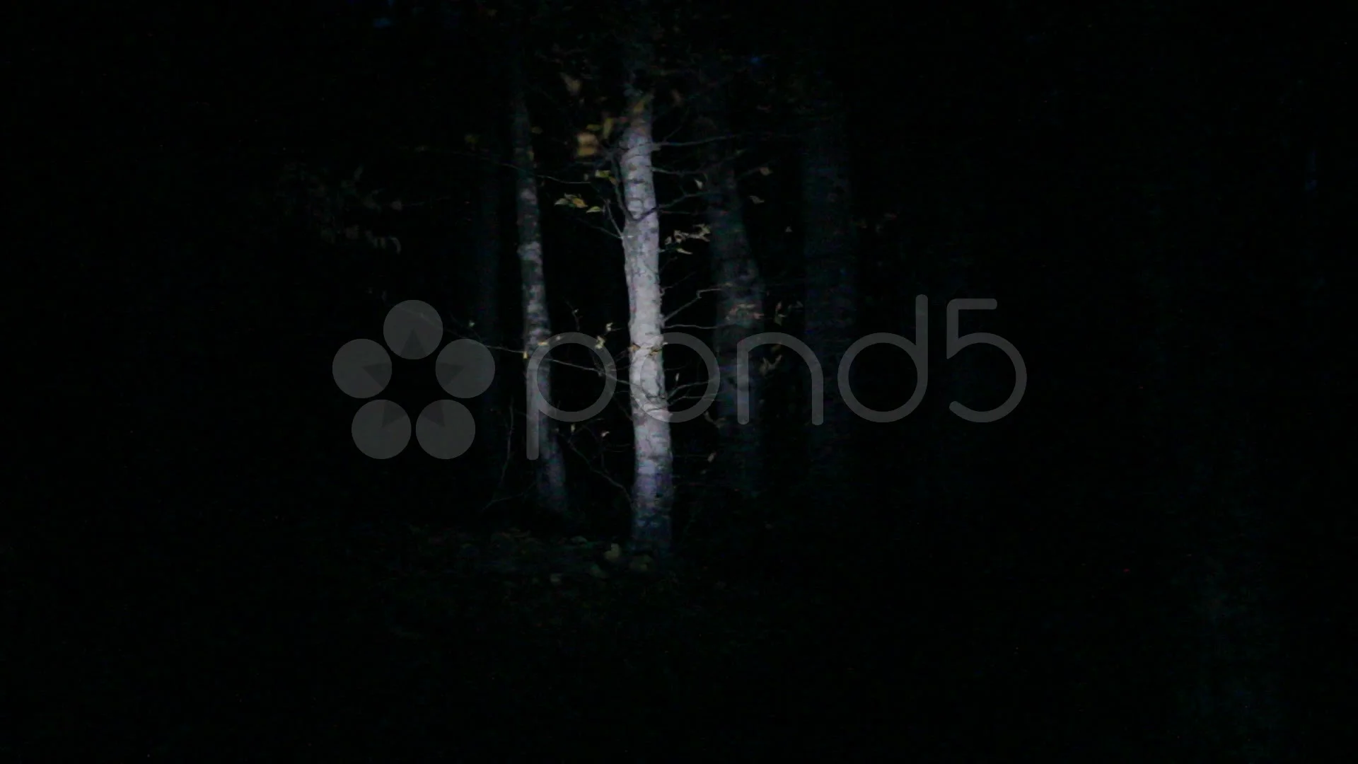 Flashlight In The Dark Woods