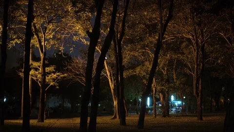 Dark forest with silhouetted trees illum... | Stock Video | Pond5