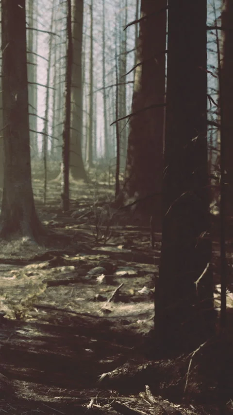 Dark Forest Floor Stock Videos – Royalty-Free HD & 4K Videos | Page 5
