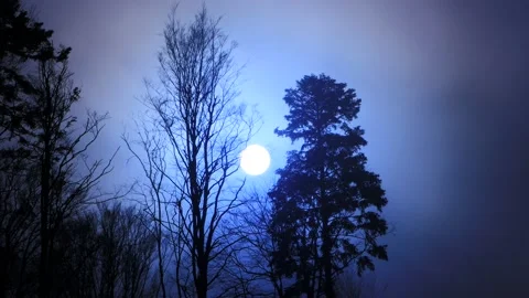 Dark misty forest with sun horror scene ... | Stock Video | Pond5