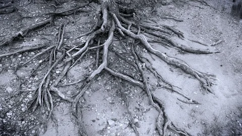 Dark Mysterious Tree Roots Background | Stock Video | Pond5