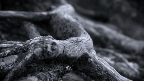 Dark Mysterious Tree Roots Background | Stock Video | Pond5