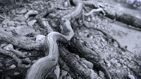 Dark Mysterious Tree Roots Background | Stock Video | Pond5