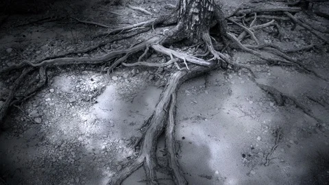 Dark Mysterious Tree Roots Background | Stock Video | Pond5