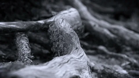 Dark Mysterious Tree Roots Background | Stock Video | Pond5