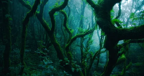 Scary Forest Ferns Stock Footage ~ Royalty Free Stock Videos | Pond5