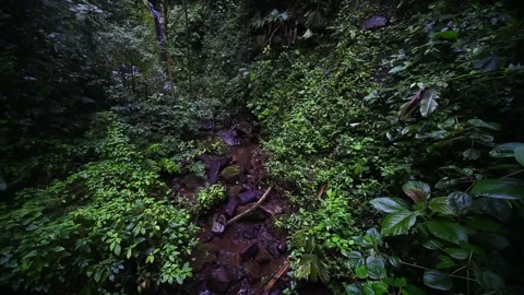 Dark scary jungle rainforest Mystico han... | Stock Video | Pond5