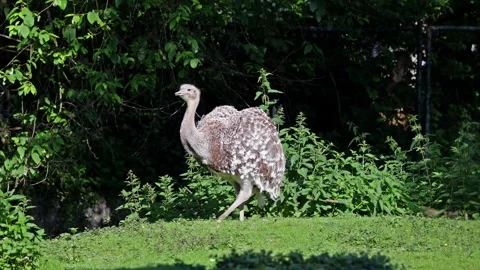 Darwin's rhea, Rhea pennata, also known ... | Stock Video | Pond5