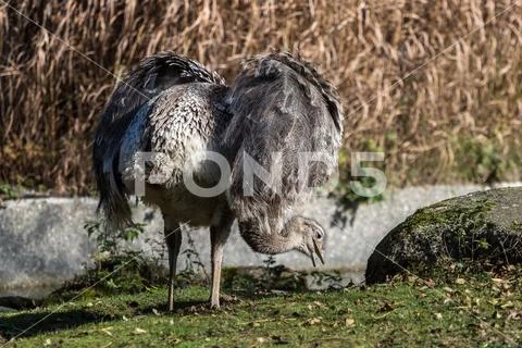 Darwin's rhea, Rhea pennata also known as the lesser rhea. ~ Hi Res ...