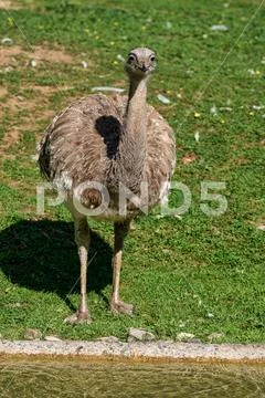Darwin's rhea, Rhea pennata also known as the lesser rhea. ~ Premium ...