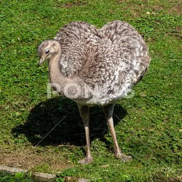 Darwin's rhea, Rhea pennata also known as the lesser rhea. ~ Premium ...
