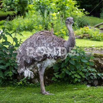 Darwin's rhea, Rhea pennata also known as the lesser rhea. Stock Photo ...