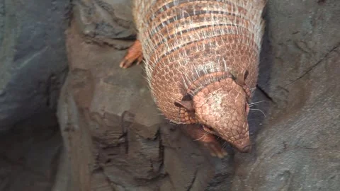 Armadillos Stock Video Footage | Royalty Free Armadillos Videos | Pond5
