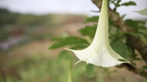 Season 1 Angel Stock Videos – Royalty-Free HD & 4K Videos