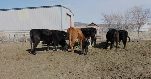 Day old baby bull with cows on farm 4K | Stock Video | Pond5