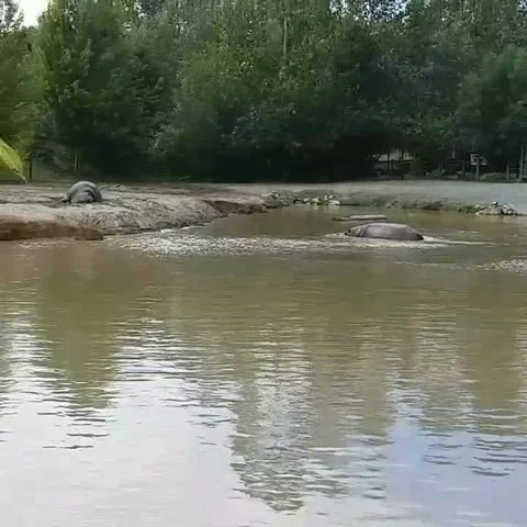 Day at the Zoo - Animals in Captivity | Stock Video | Pond5