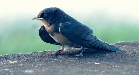 Dazed Stock Footage ~ Royalty Free Stock Videos | Pond5