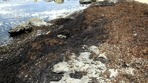 Dead algae washed to shore with pollutio... | Stock Video | Pond5