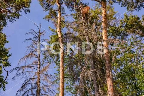 Dead and diseased trees in the forest Dead conifers in a green mixed ...