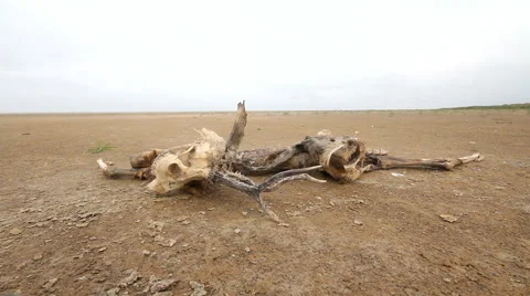 Dead Antelope Stock Videos – Royalty-Free HD & 4K Videos