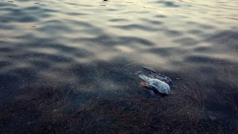 Dead Animals In Polluted Water