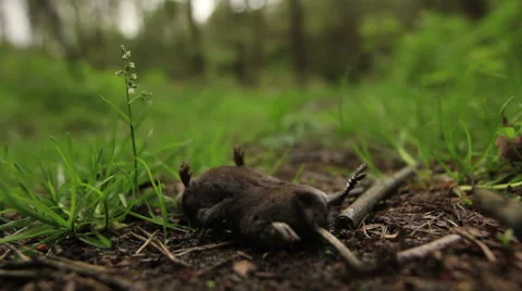 Dead Animals In Forest