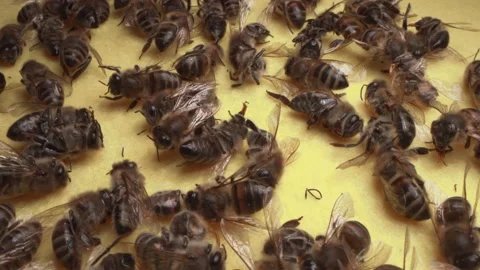 A dead bees close up. The death of honey... | Stock Video | Pond5