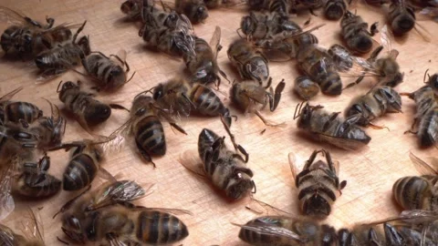 Dead bees. The death of a bee colony. Pa... | Stock Video | Pond5