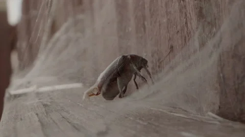 Dead Beetle in Spider Web | Stock Video | Pond5