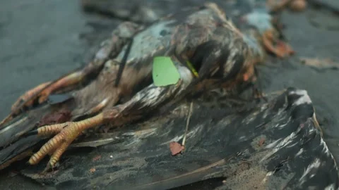 dead bird on beach, bird carcass on sand... | Stock Video | Pond5