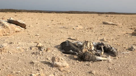 Desert Skeleton Stock Videos – Royalty-Free HD & 4K Videos