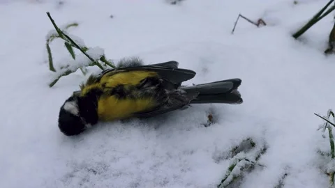 Dead Bird in the snow | Stock Video | Pond5