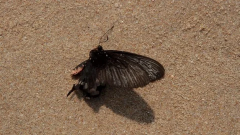 Dead black poisonous butterfly on the sh... | Stock Video | Pond5