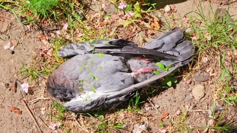 Dead Body Corpse of Wild City Piegon Kil... | Stock Video | Pond5