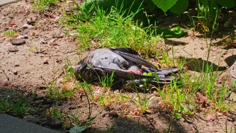 Dead Body Corpse of Wild City Piegon Kil... | Stock Video | Pond5