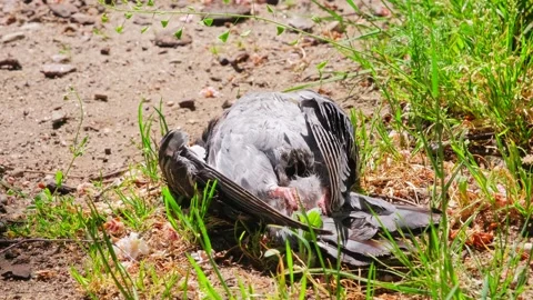Dead Body Corpse of Wild City Piegon Kil... | Stock Video | Pond5