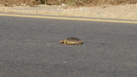 Tast Heavy Body Stock Videos – Royalty-Free HD & 4K Videos | Pond5