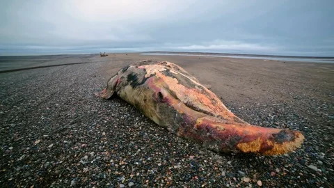 Bowhead Whale Stock Footage ~ Royalty Free Stock Videos | Pond5
