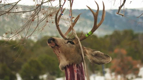 Hanging Dead Body Stock Video Footage | Royalty Free Hanging Dead Body ...