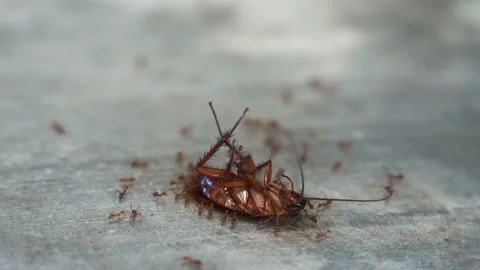 Dead cockroach eaten by red ants on ceme... | Stock Video | Pond5